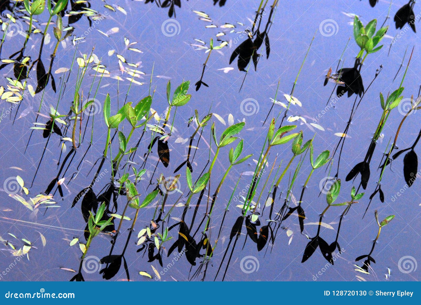 Abstract- Reflections in a Canadian Pond Stock Photo - Image of canada ...