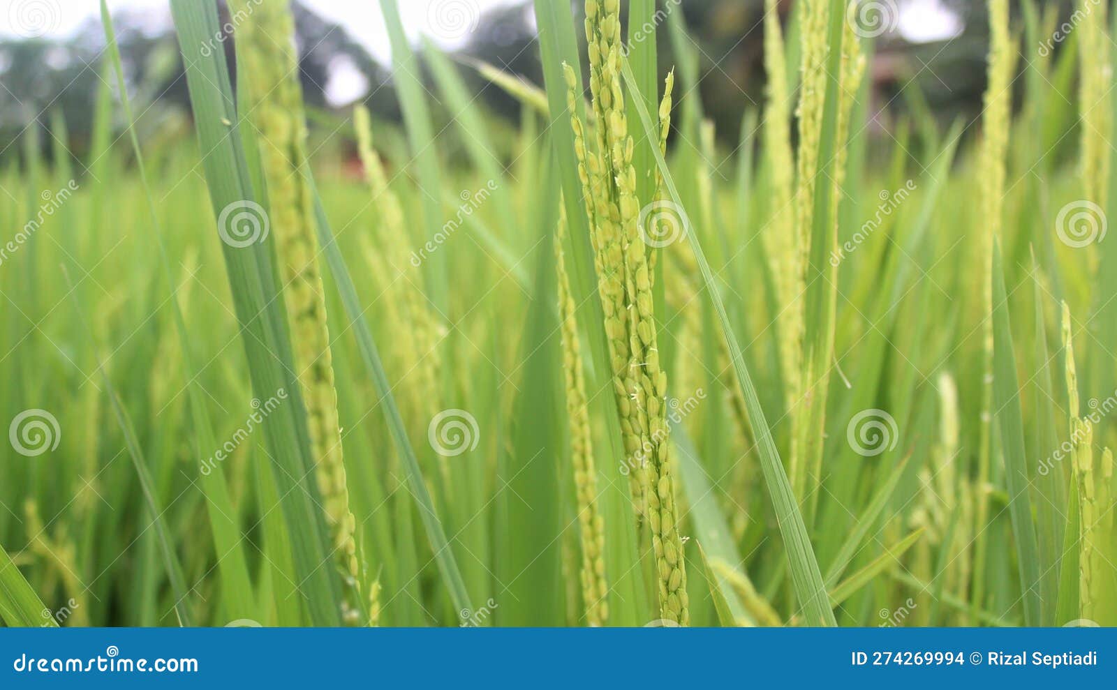 Collection Rice Plant or Paddy Rice Background in Field Close Up Stock ...