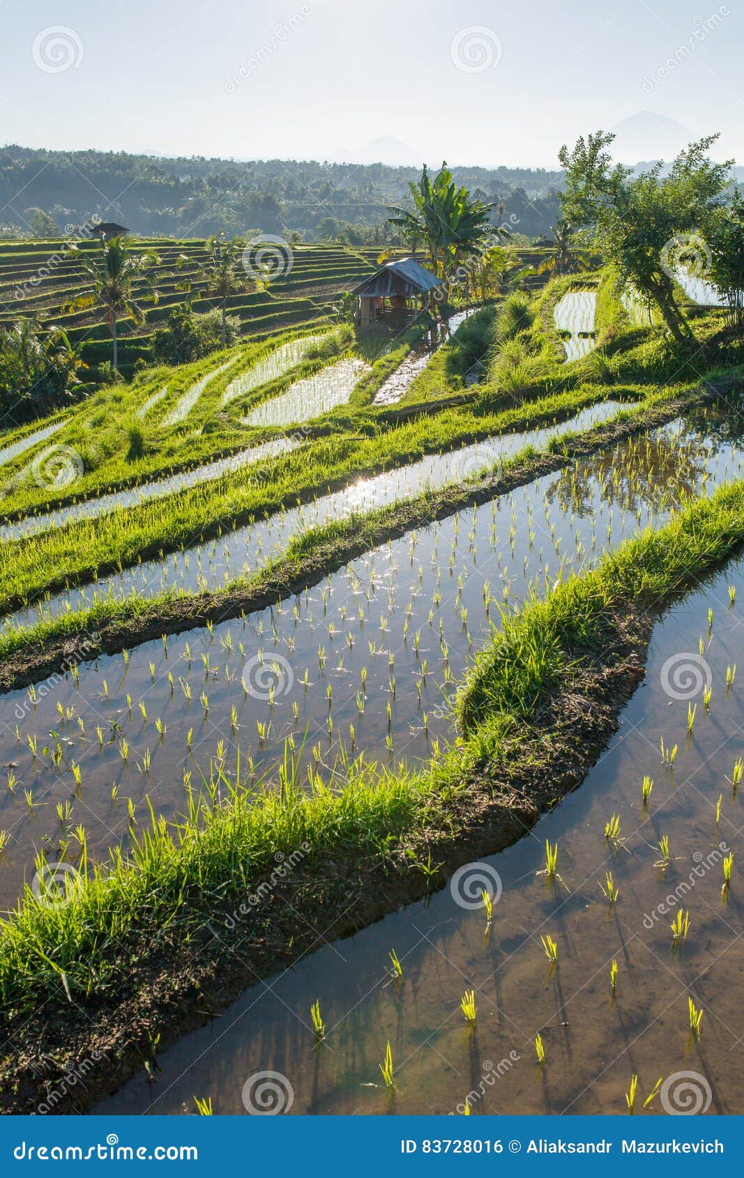 Abstract Rice Terraces Background, Bali Stock Photo - Image of ...