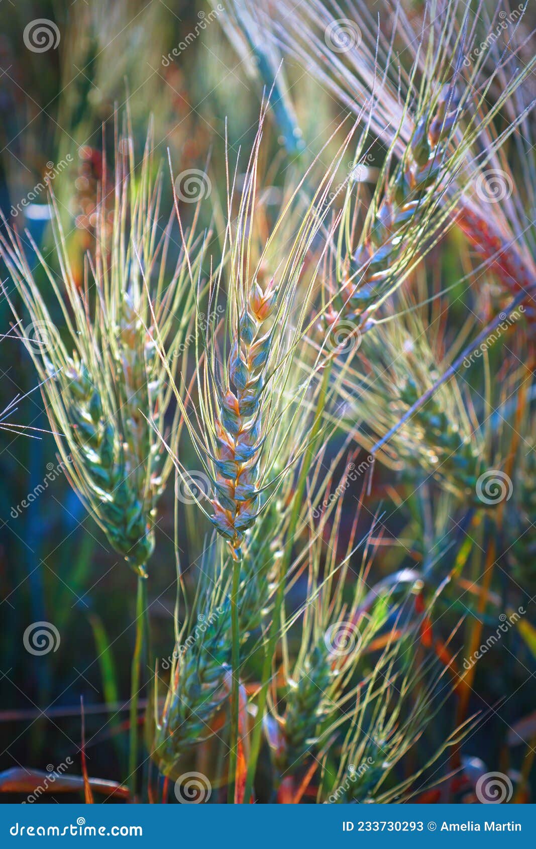 Abstract of Ripe Barley Heads in Various Colors Stock Image - Image of ...