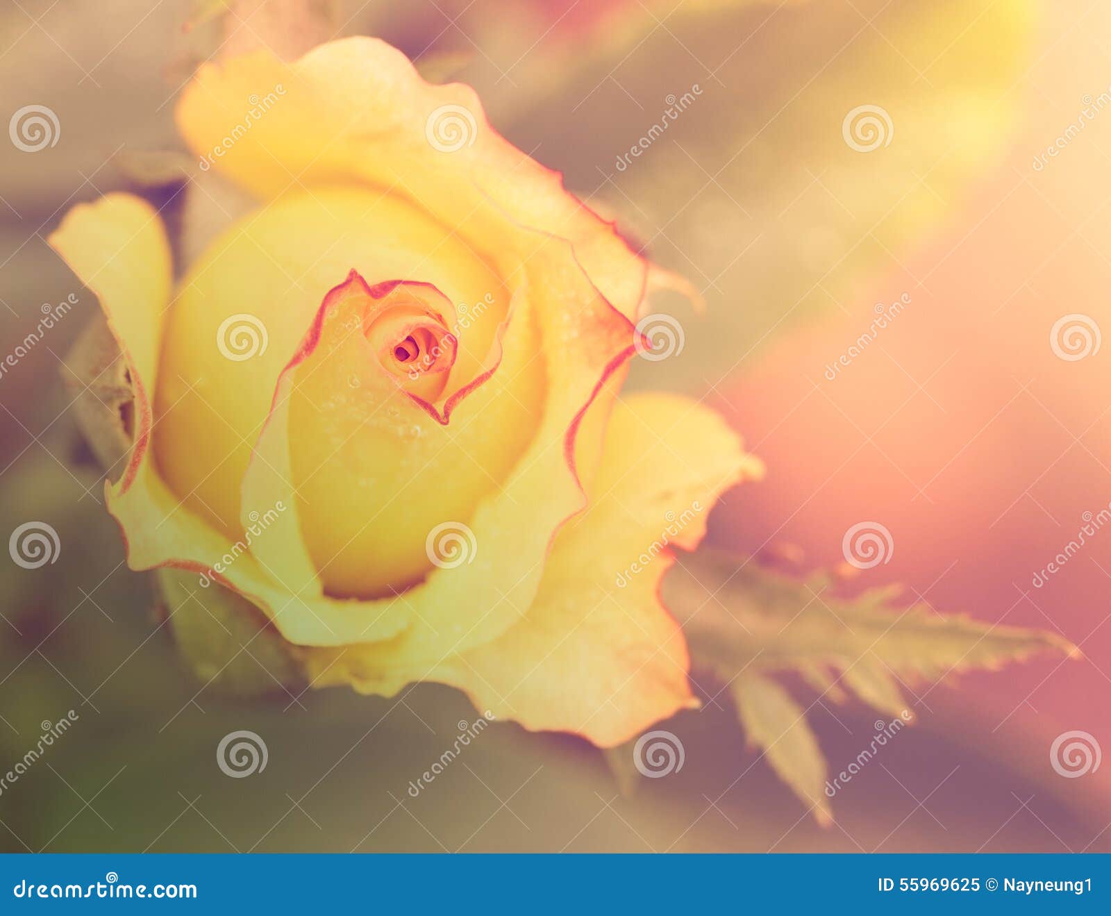Abstract Romantic Yellow Rose Flower with Drops. Stock Image - Image of ...