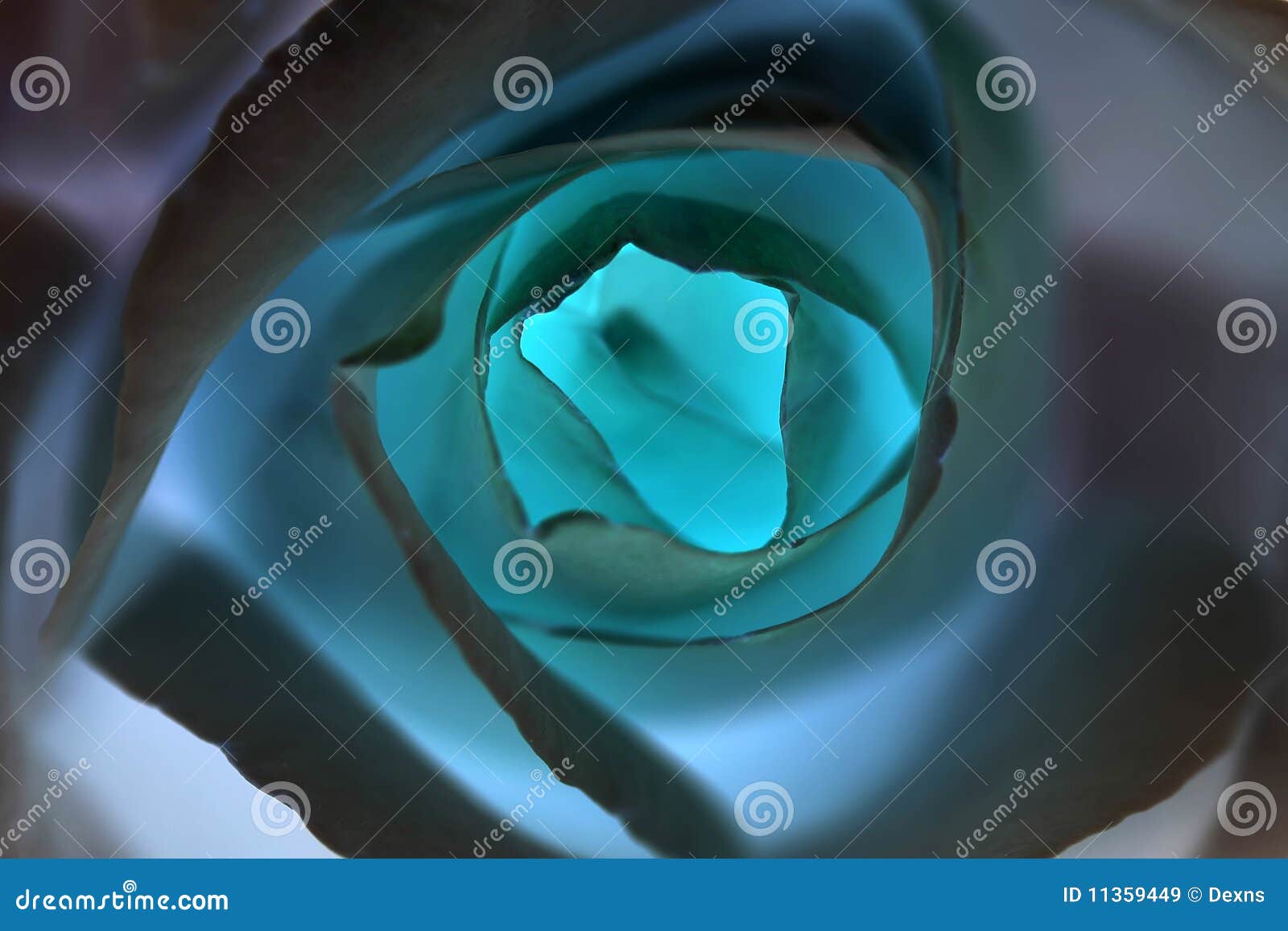 Abstract rose stock image. Image of leaf, pink, pollen - 11359449