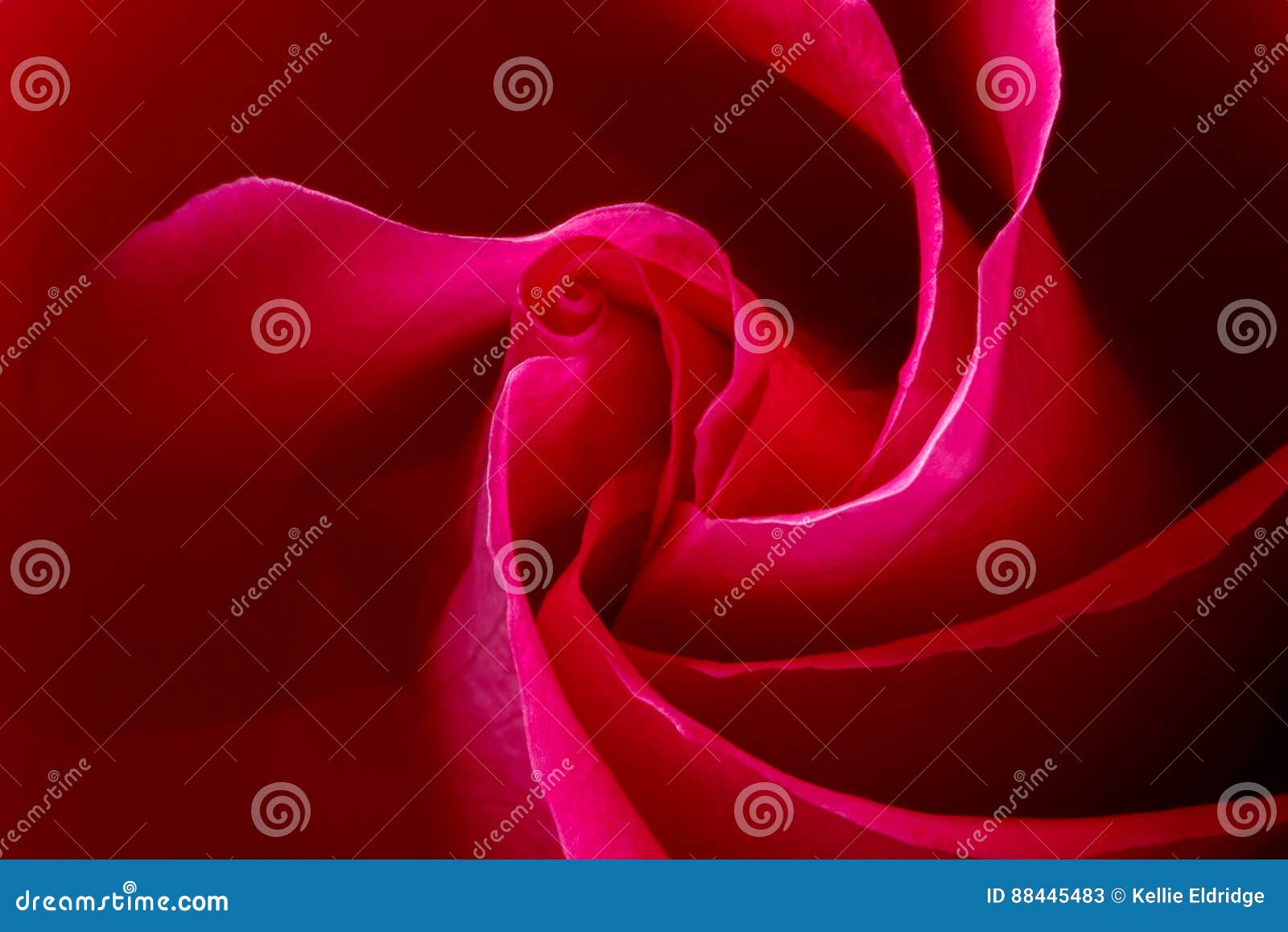Abstract rose background. stock image. Image of flower - 88445483
