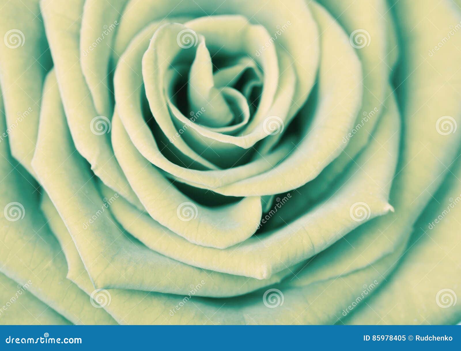 Abstract rose background stock image. Image of anniversary - 85978405