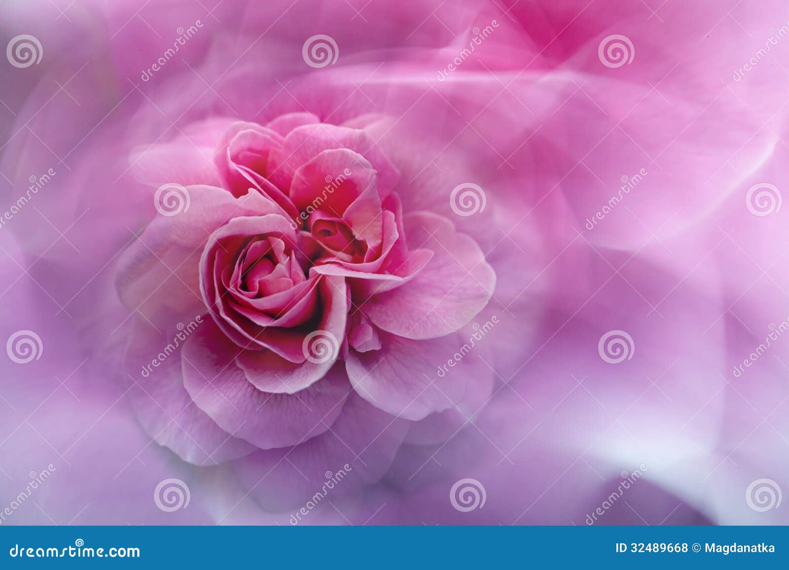 Abstract rose stock photo. Image of background, botanical - 32489668