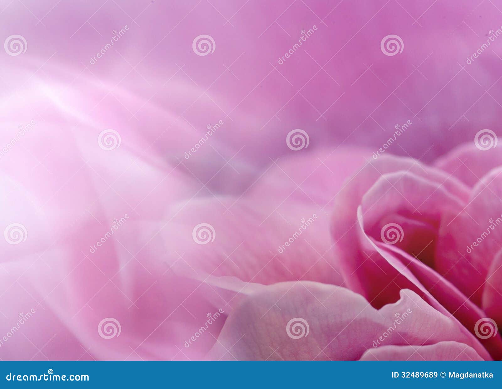 Abstract rose stock image. Image of botanical, flower - 32489689