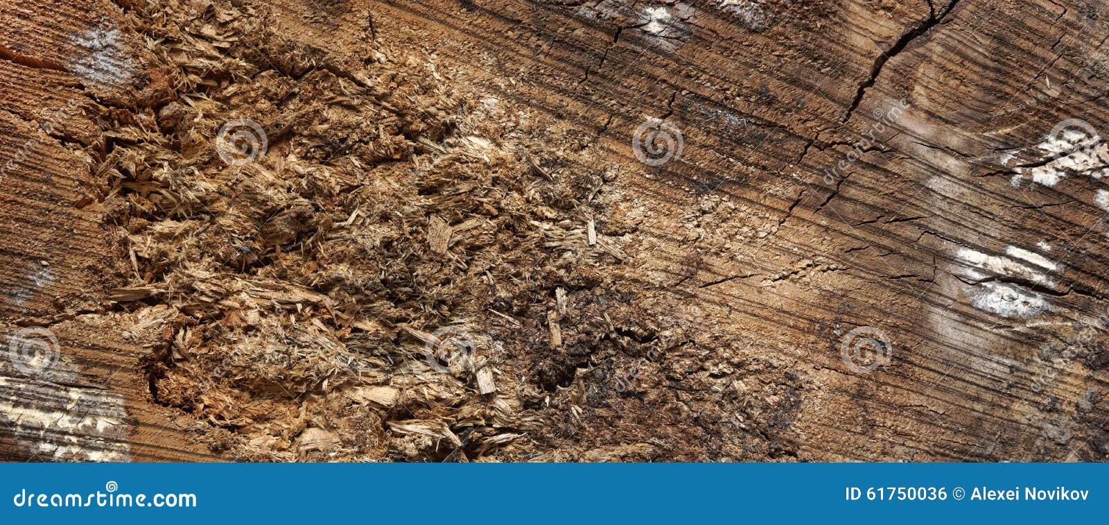 Abstract Rough Pine Wood Grain Wide Texture Close-up Stock Photo ...