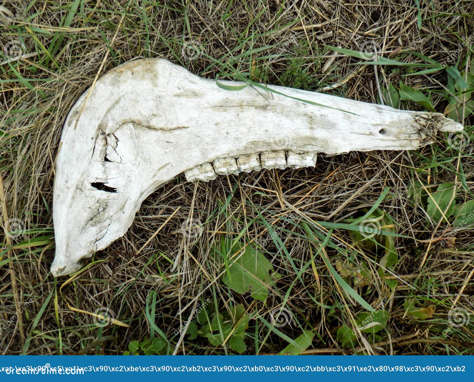 Abstract Rural White Bone Texture, on the Forest Background Stock Photo ...