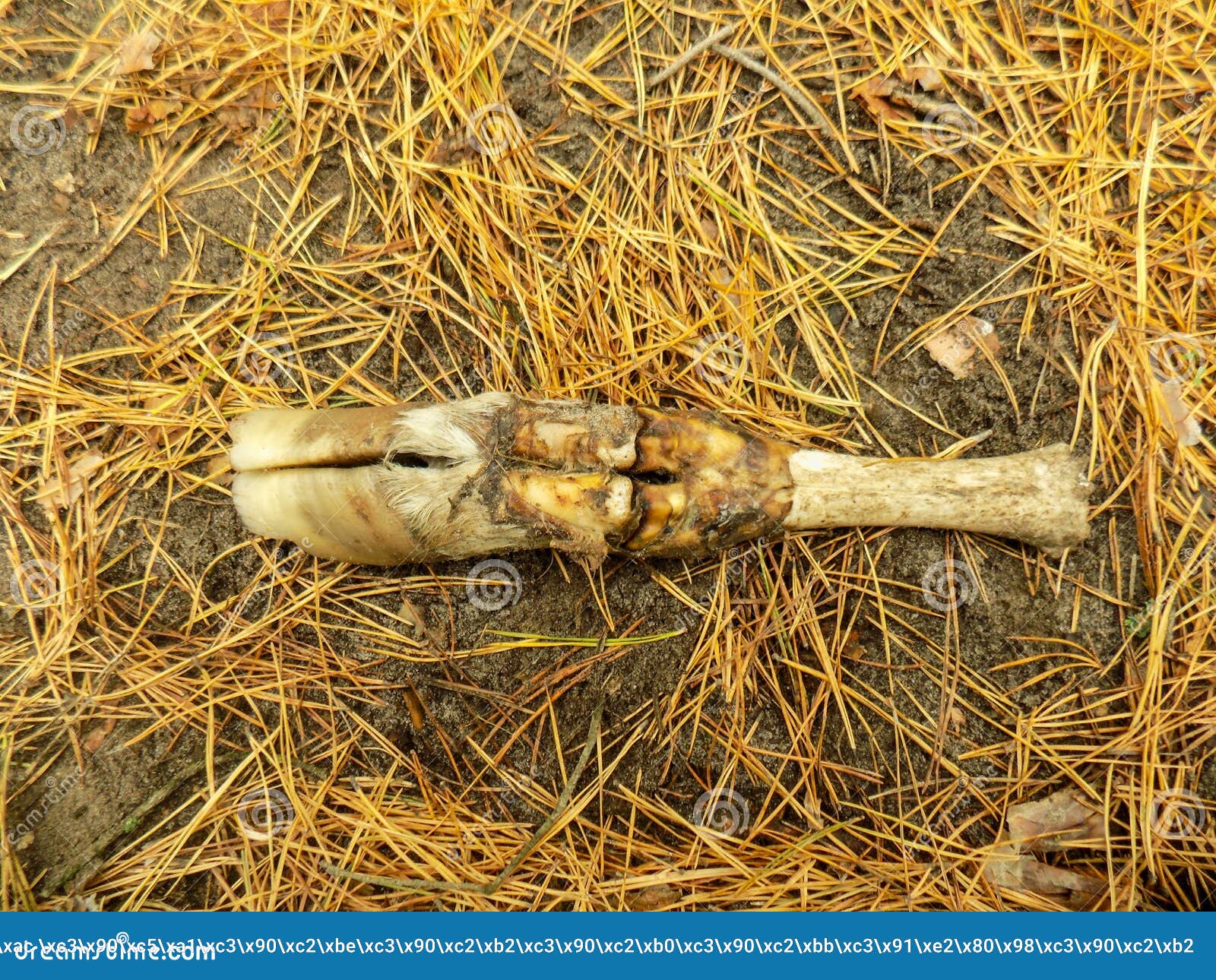 Abstract Rural White Bone Texture, on the Forest Background Stock Photo ...