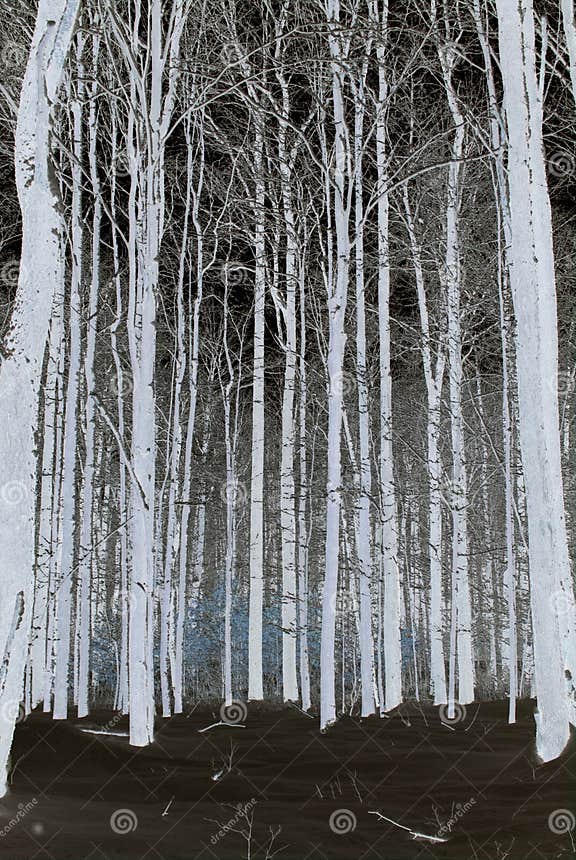 Abstract Saplings stock image. Image of unique, trees - 30406769