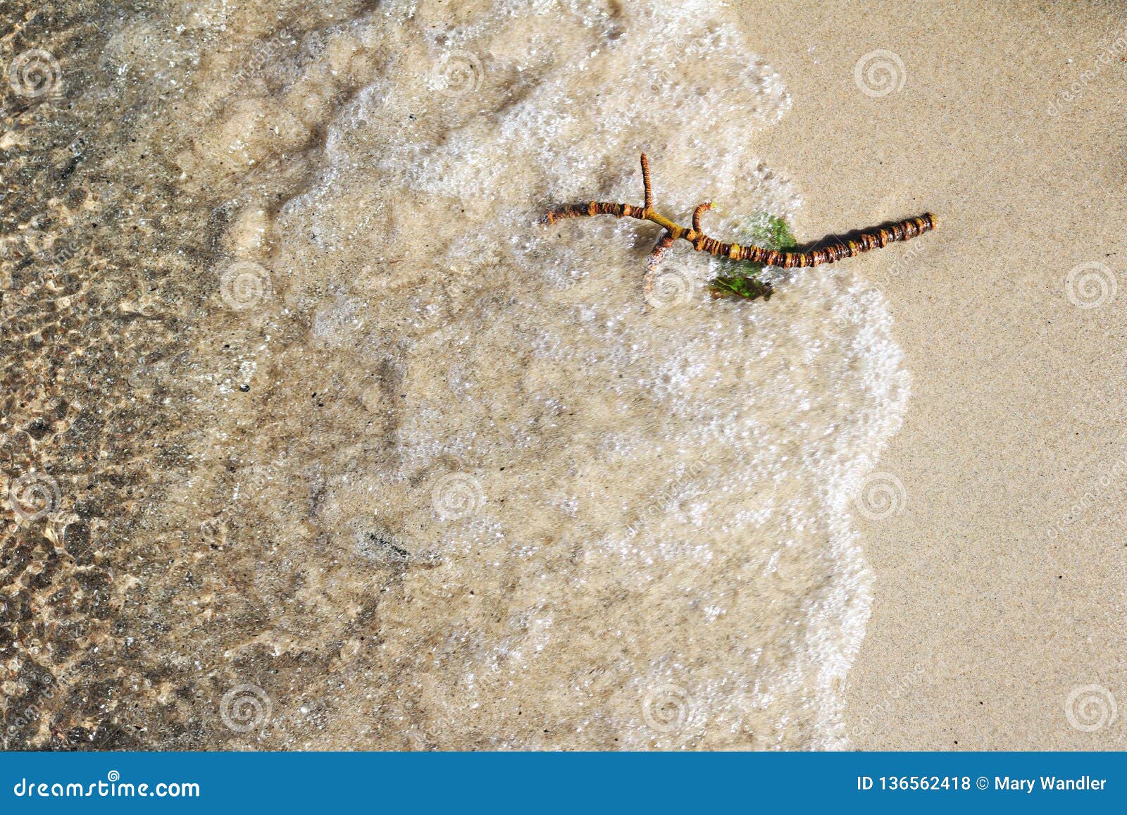 Abstract Scene of a Wet Twig on Beach Sand on a Lake Shore Stock Photo ...