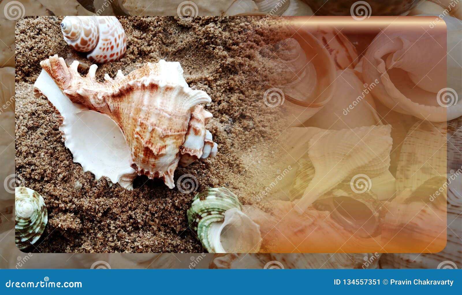 Sea Shell Background Template for Website, Abstract Info Graphics ...