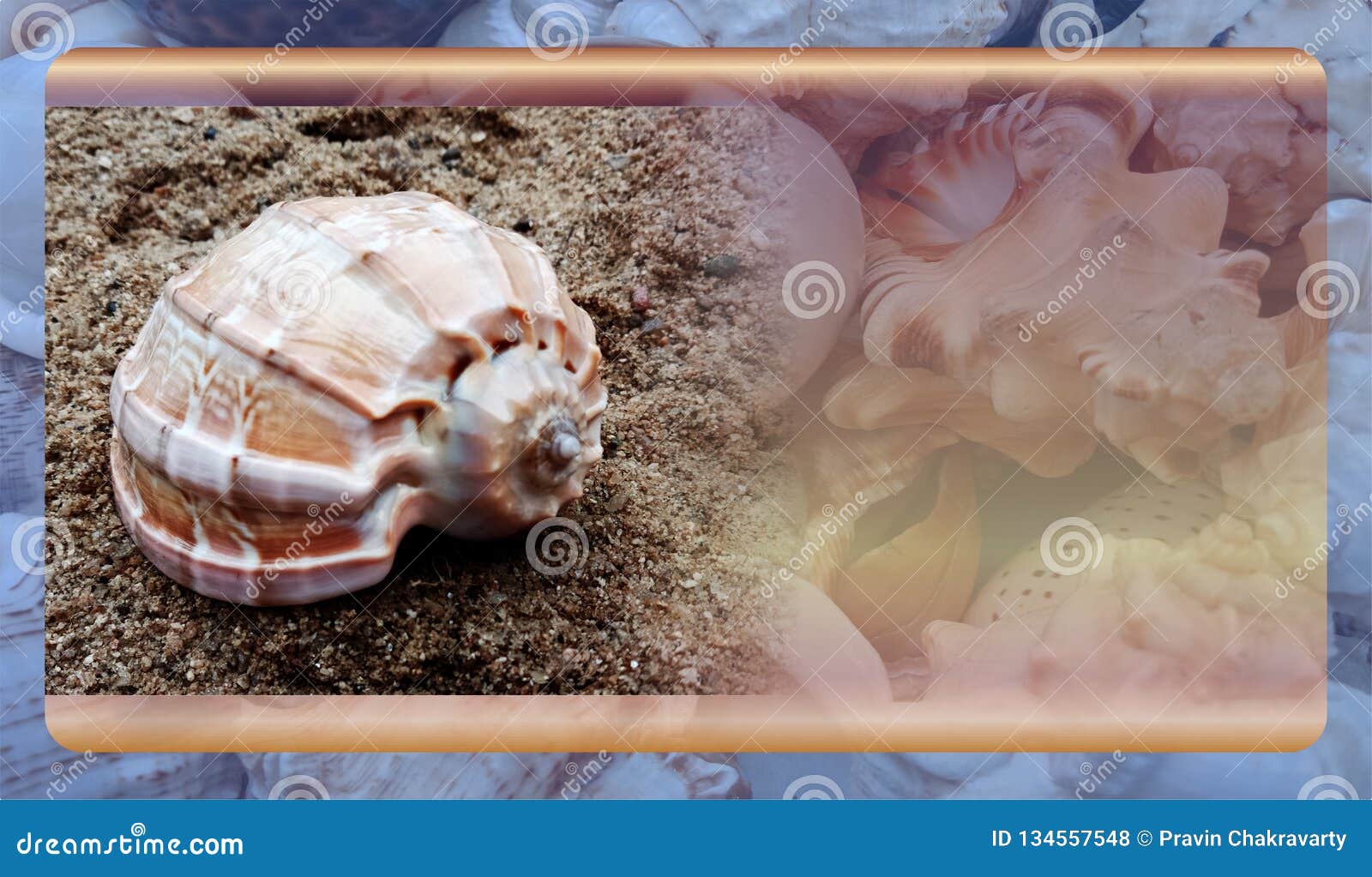 Sea Shell Background Template for Website, Abstract Info Graphics ...