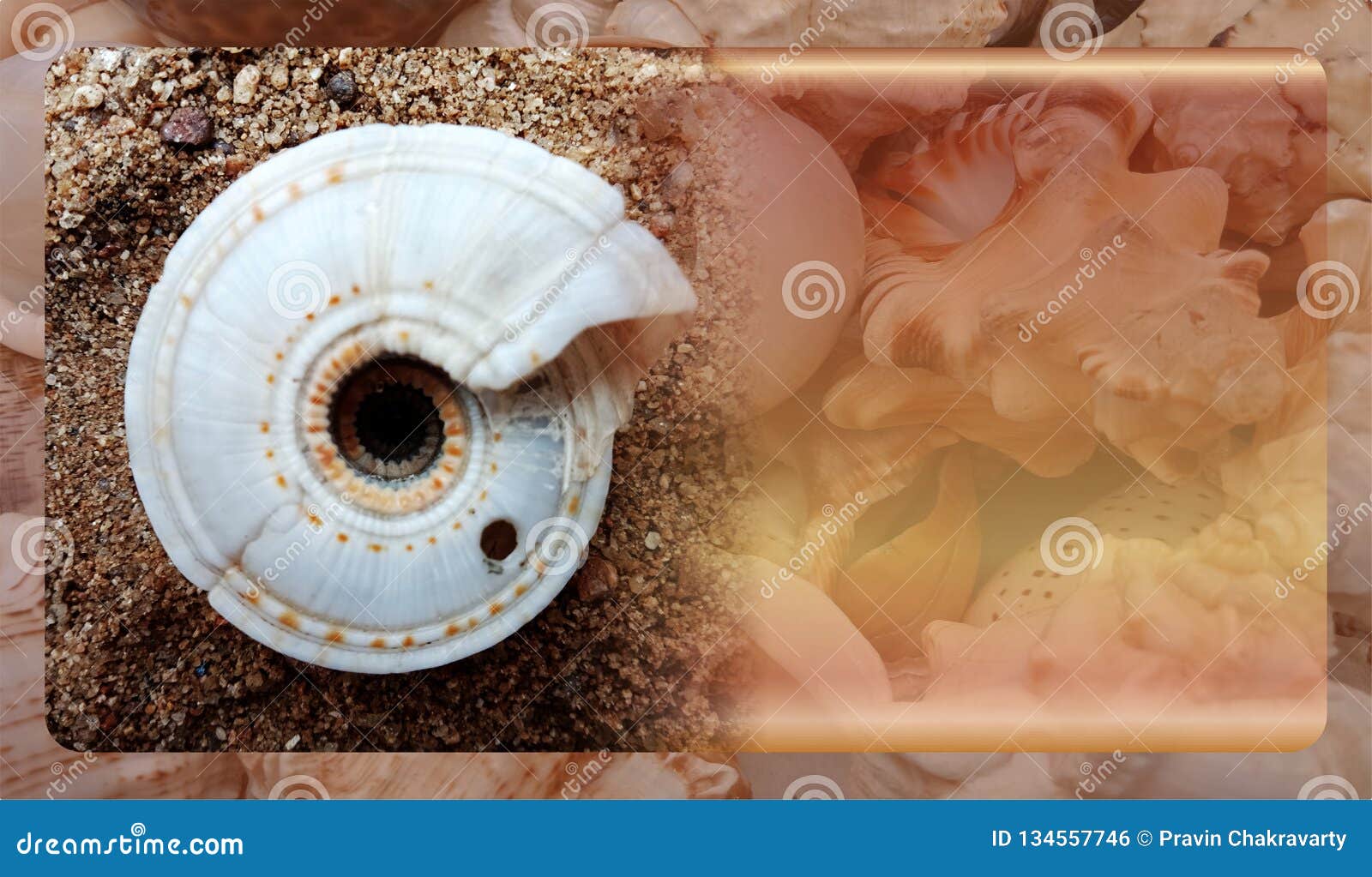 Sea Shell Background Template for Website, Abstract Info Graphics ...