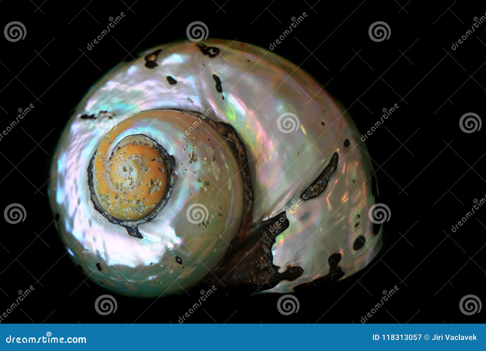 Abstract Sea Shell Isolated Stock Image - Image of macro, shellfish ...
