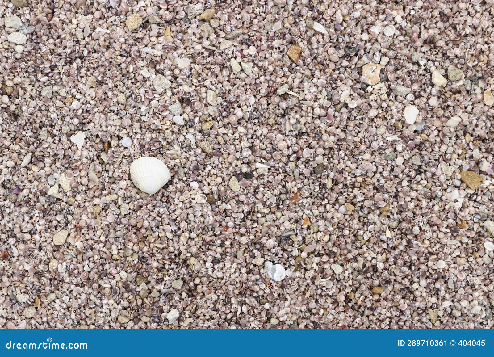 Abstract Sea-shell Texture Background, Texture for Design Stock Image ...