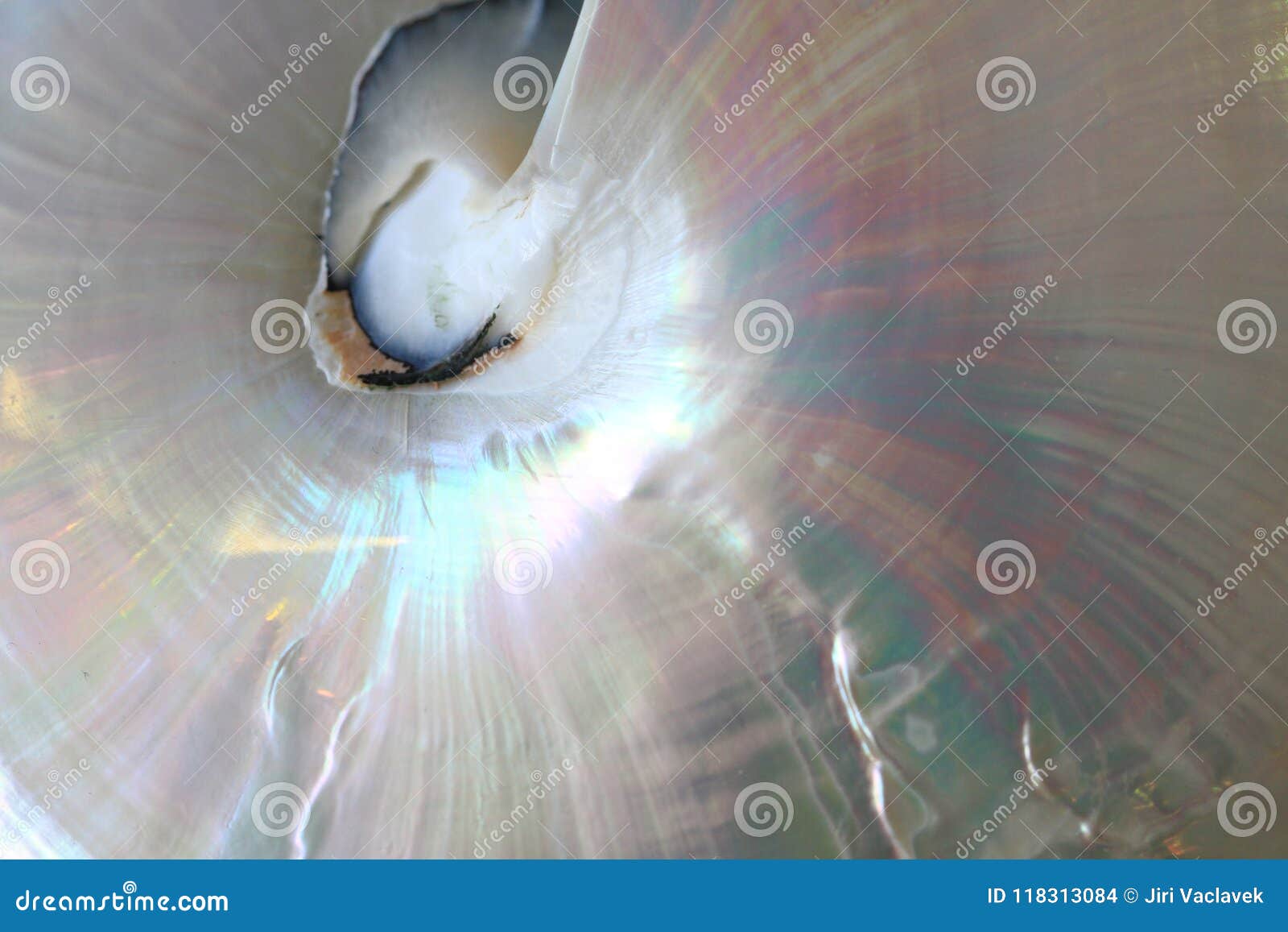 Abstract Sea Shells Texture Stock Photo - Image of beach, white: 118313084