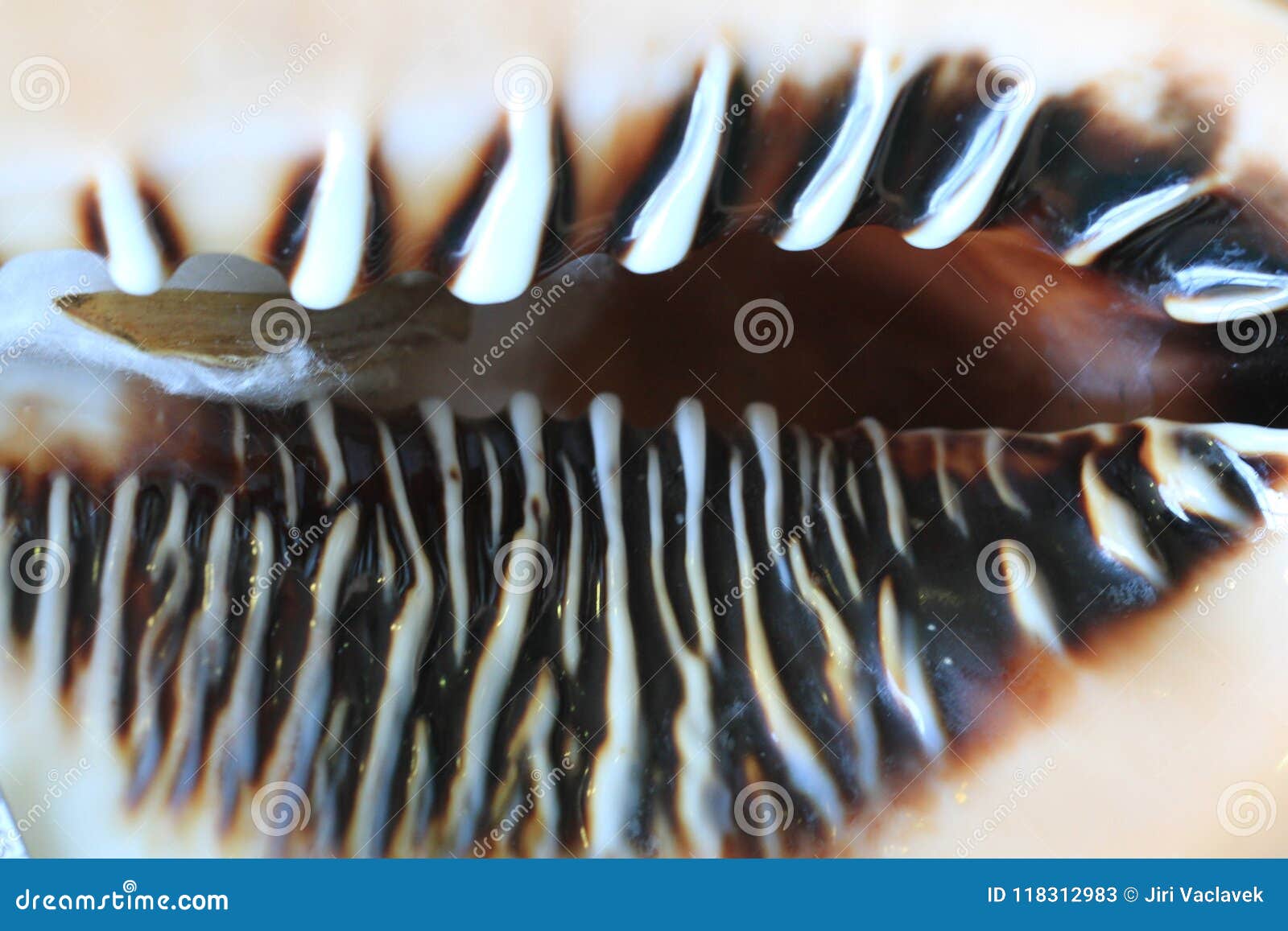 Abstract Sea Shells Texture Stock Image - Image of brown, pearl: 118312983