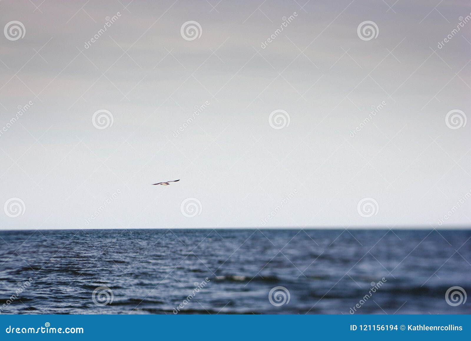 Abstract seagull in flight stock photo. Image of focus - 121156194
