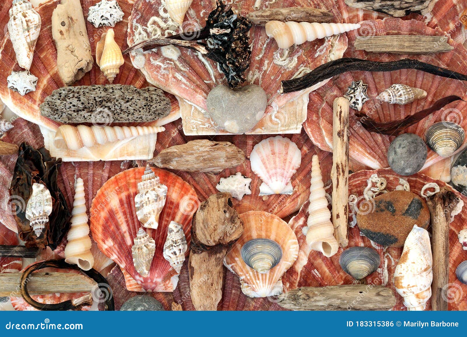 Abstract Seashell Driftwood and Seaweed Background Stock Photo - Image ...