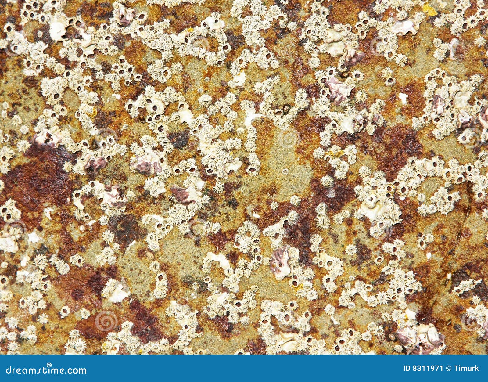 Abstract seaside texture stock image. Image of granular - 8311971