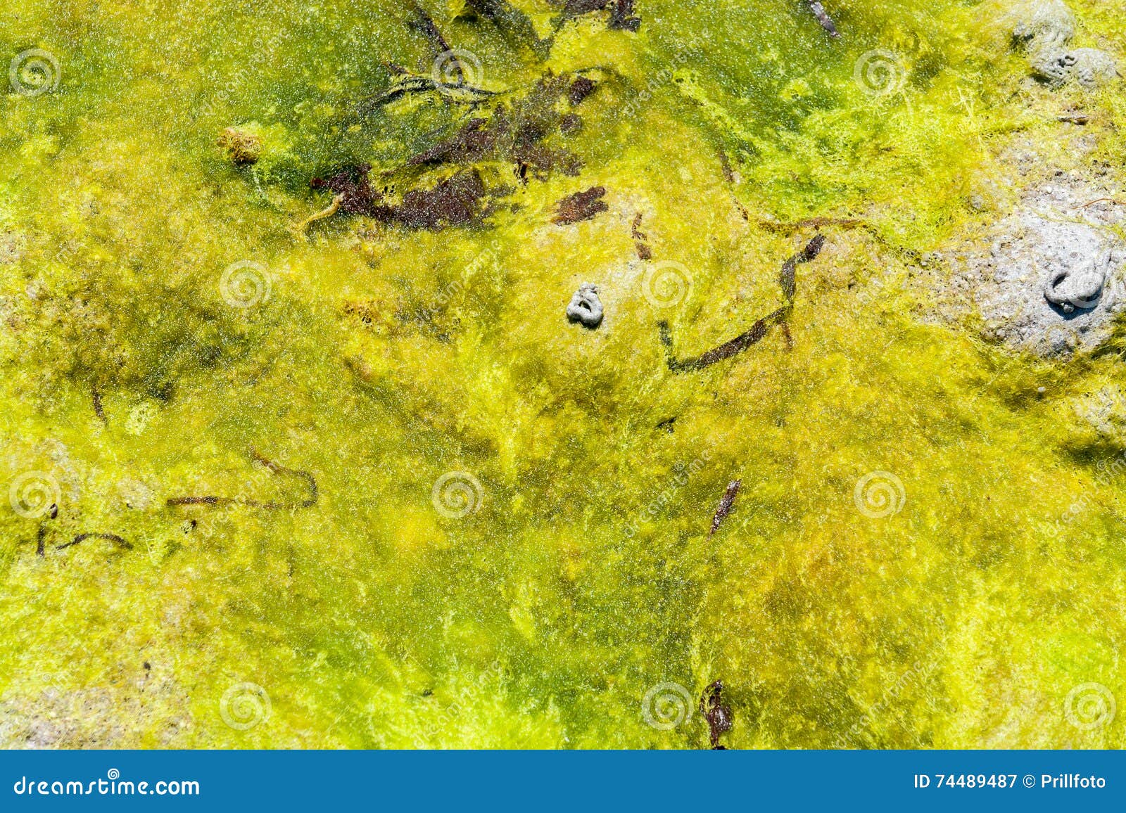Abstract Seaweed Background Stock Image - Image of botany, countryside ...