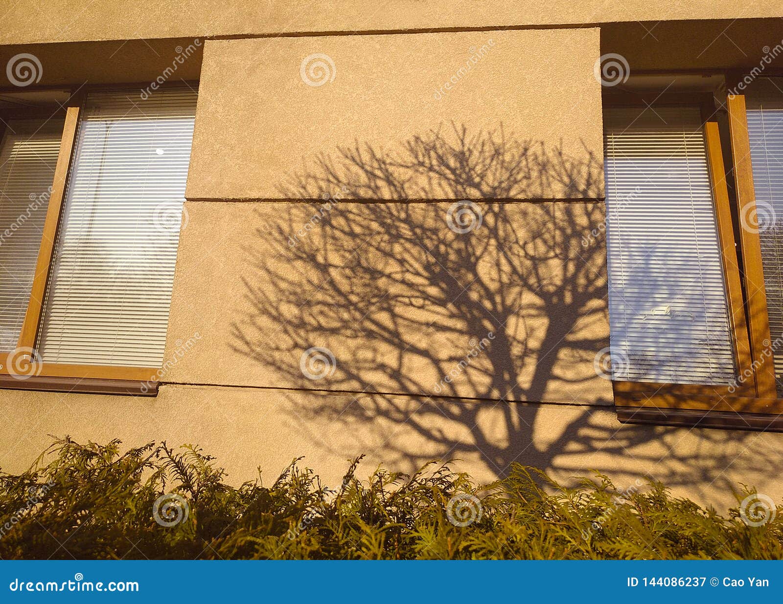Abstract Shadow Background of Natural Tree Falling on Window and Wall ...