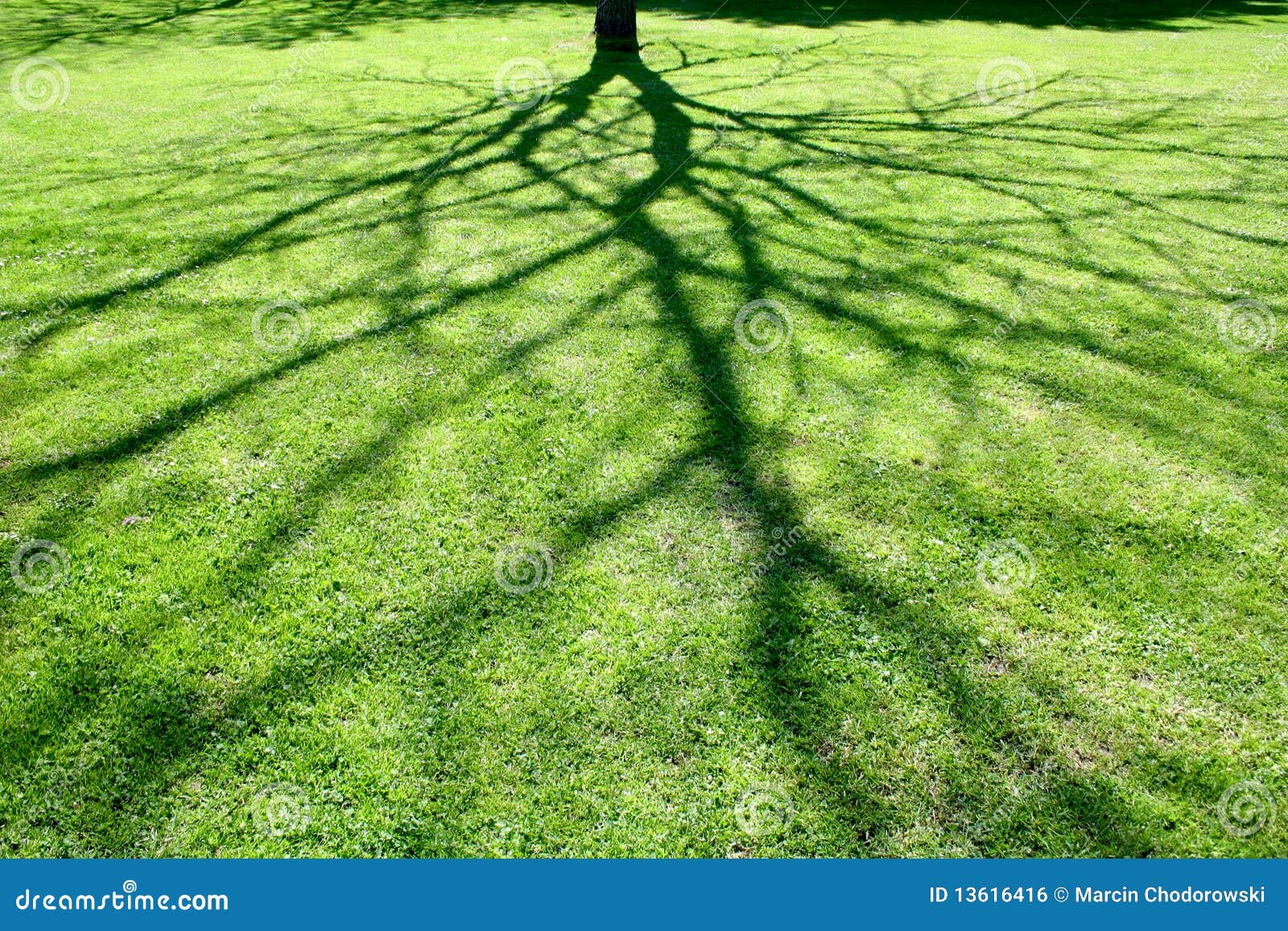 Abstract shadow of tree. stock photo. Image of grass - 13616416