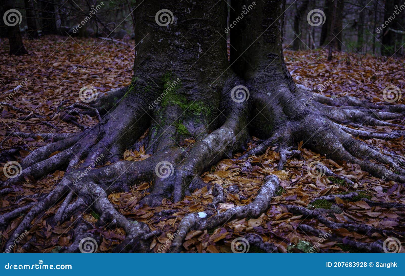 Massive Roots of Elm Tree Trunks in the Forest, Close Up Photo in Rainy ...