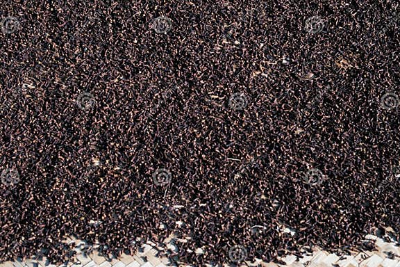 Abstract Shapes, Patterns and Textures of the Surface of Sun-dried ...