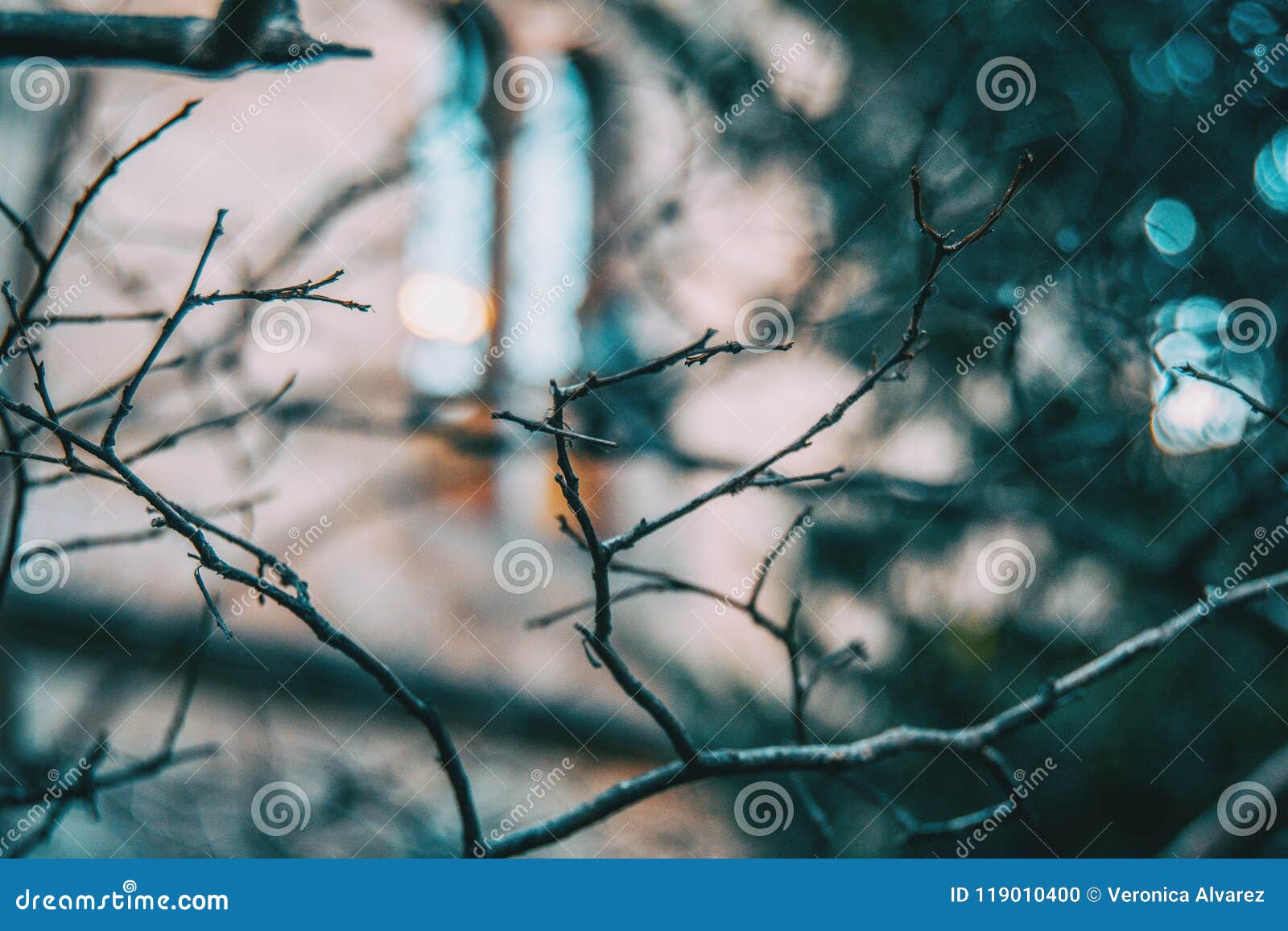 Abstract Shapes with the Small Branches of a Tree Stock Photo - Image ...