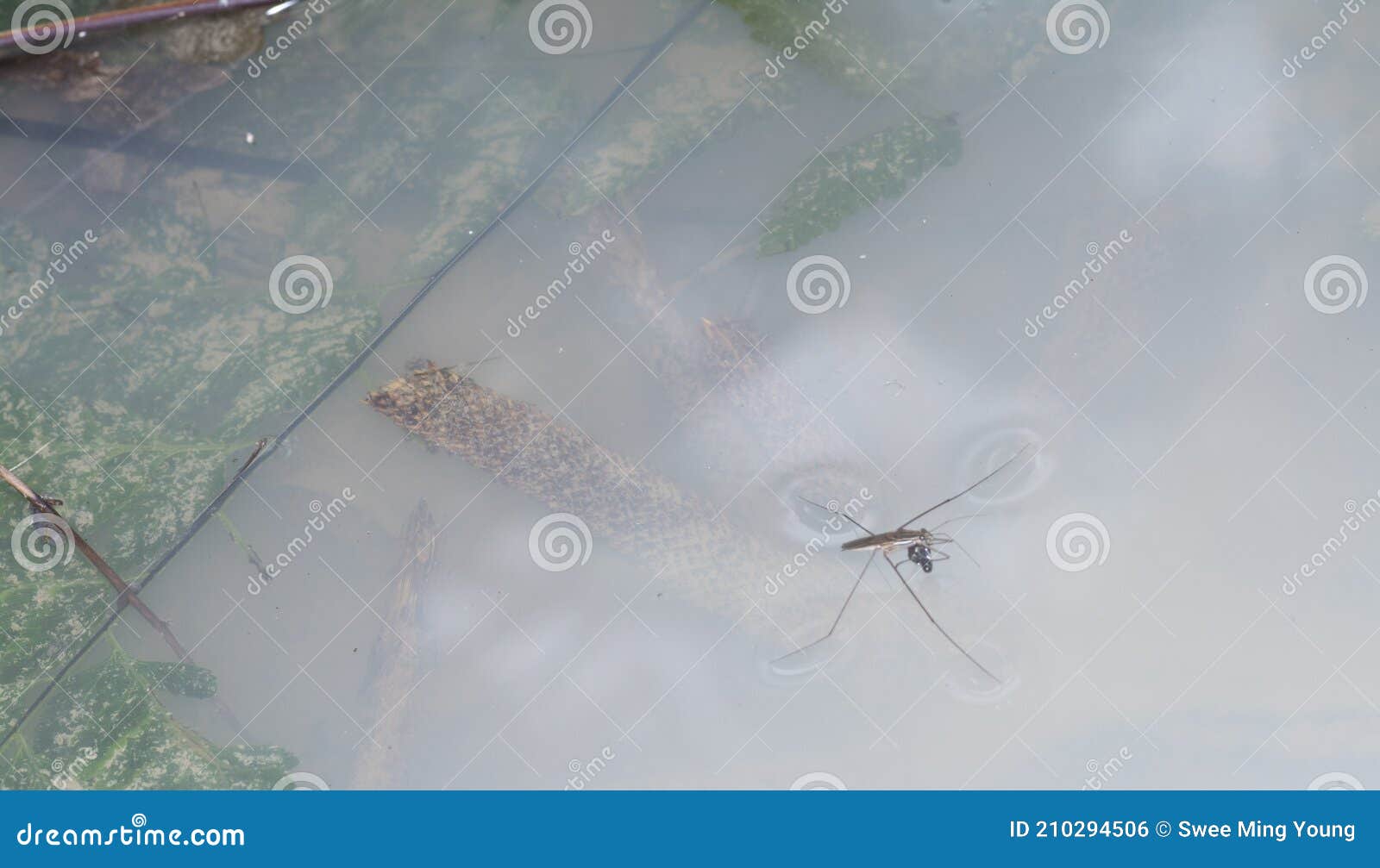 Abstract Shot of the Waterstrider Insect Floating on the Surface of the ...