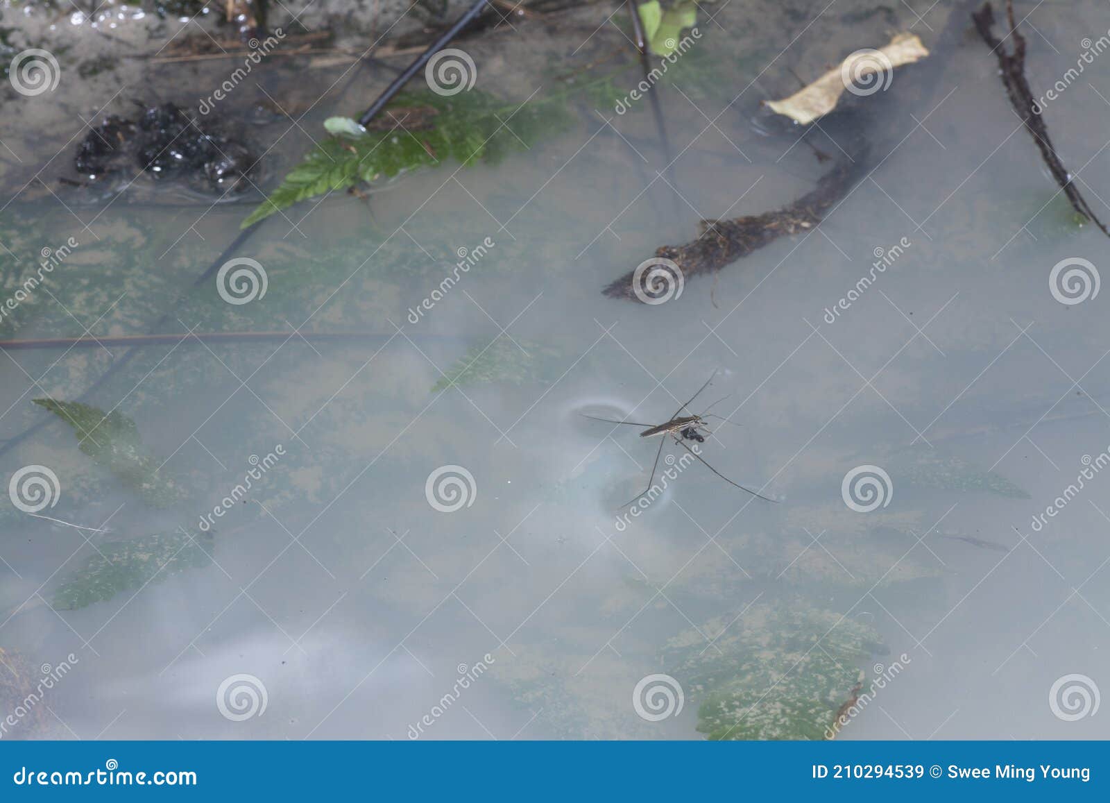 Abstract Shot of the Waterstrider Insect Floating on the Surface of the ...