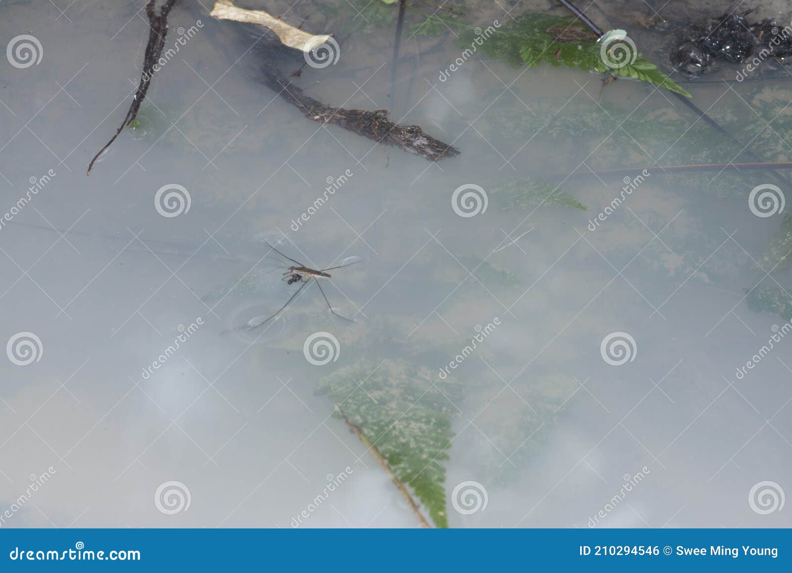 Abstract Shot of the Waterstrider Insect Floating on the Surface of the ...