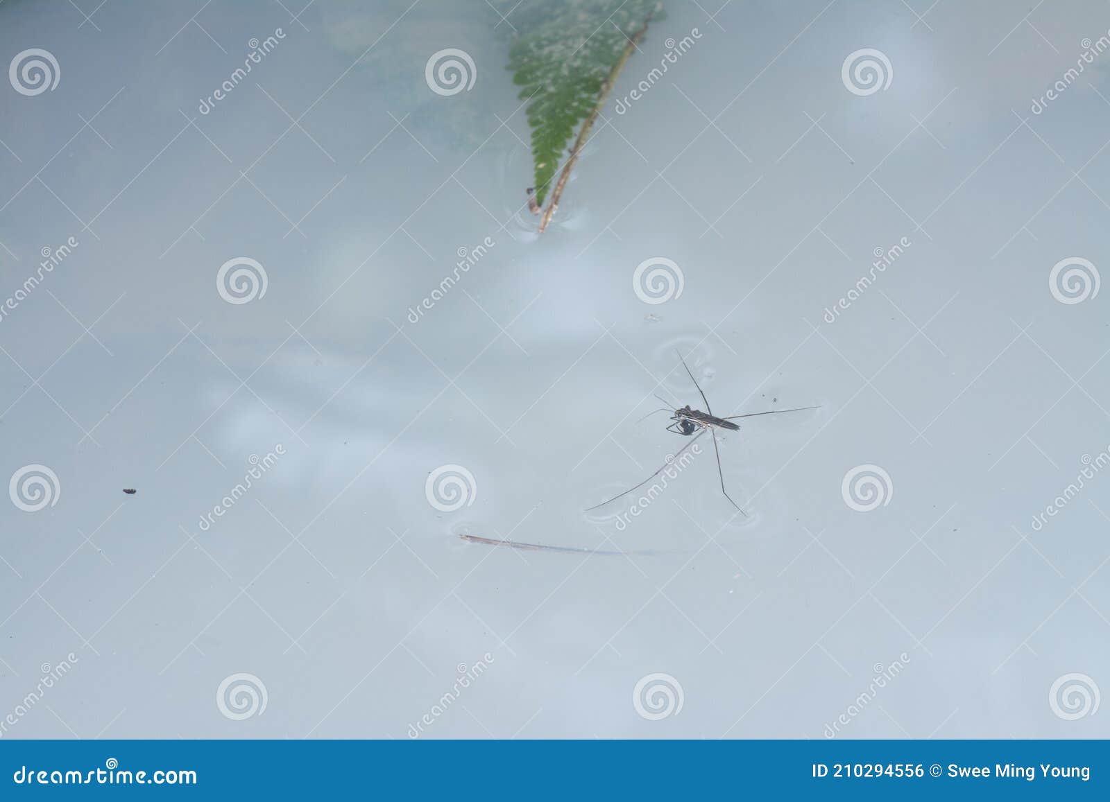 Abstract Shot of the Waterstrider Insect Floating on the Surface of the ...