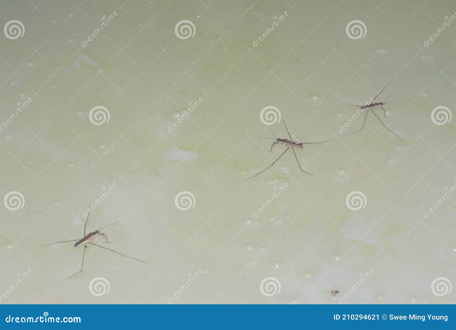 Abstract Shot of the Waterstrider Insect Floating on the Surface of the ...