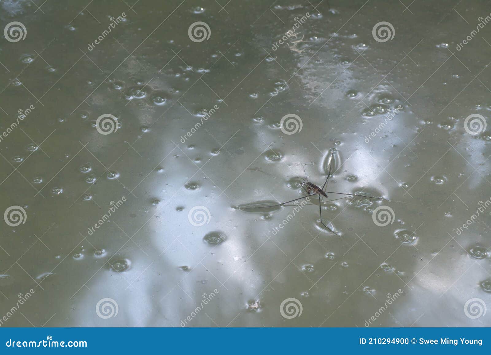 Abstract Shot of the Waterstrider Insect Floating on the Surface of the ...