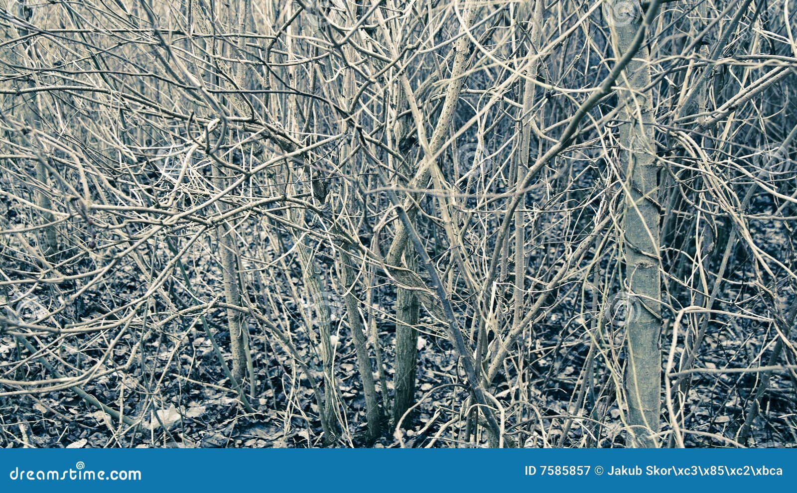 Abstract shrubs stock image. Image of nature, green, bush - 7585857