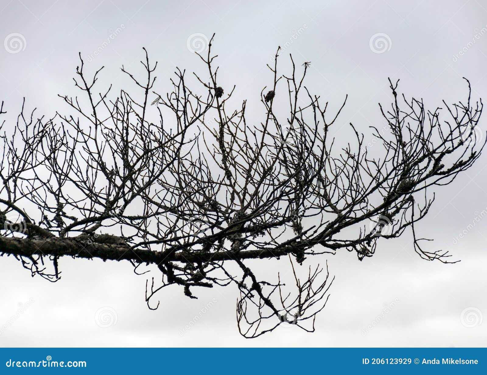 Abstract Silhouettes of Old Dead Tree Branches, Branch Texture Stock ...