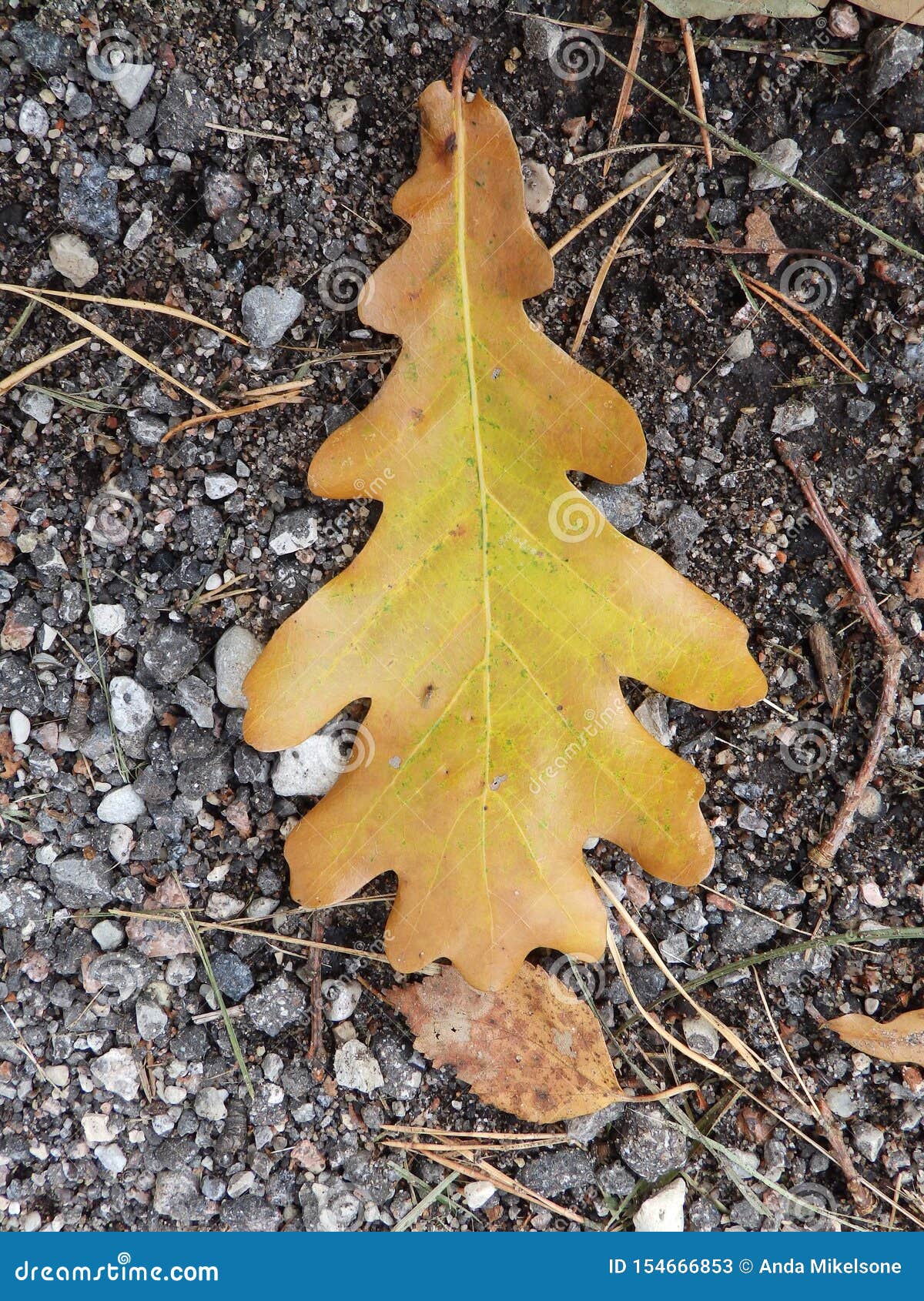 Simple Colored Oak Leaf on the Road Stock Image - Image of grass ...