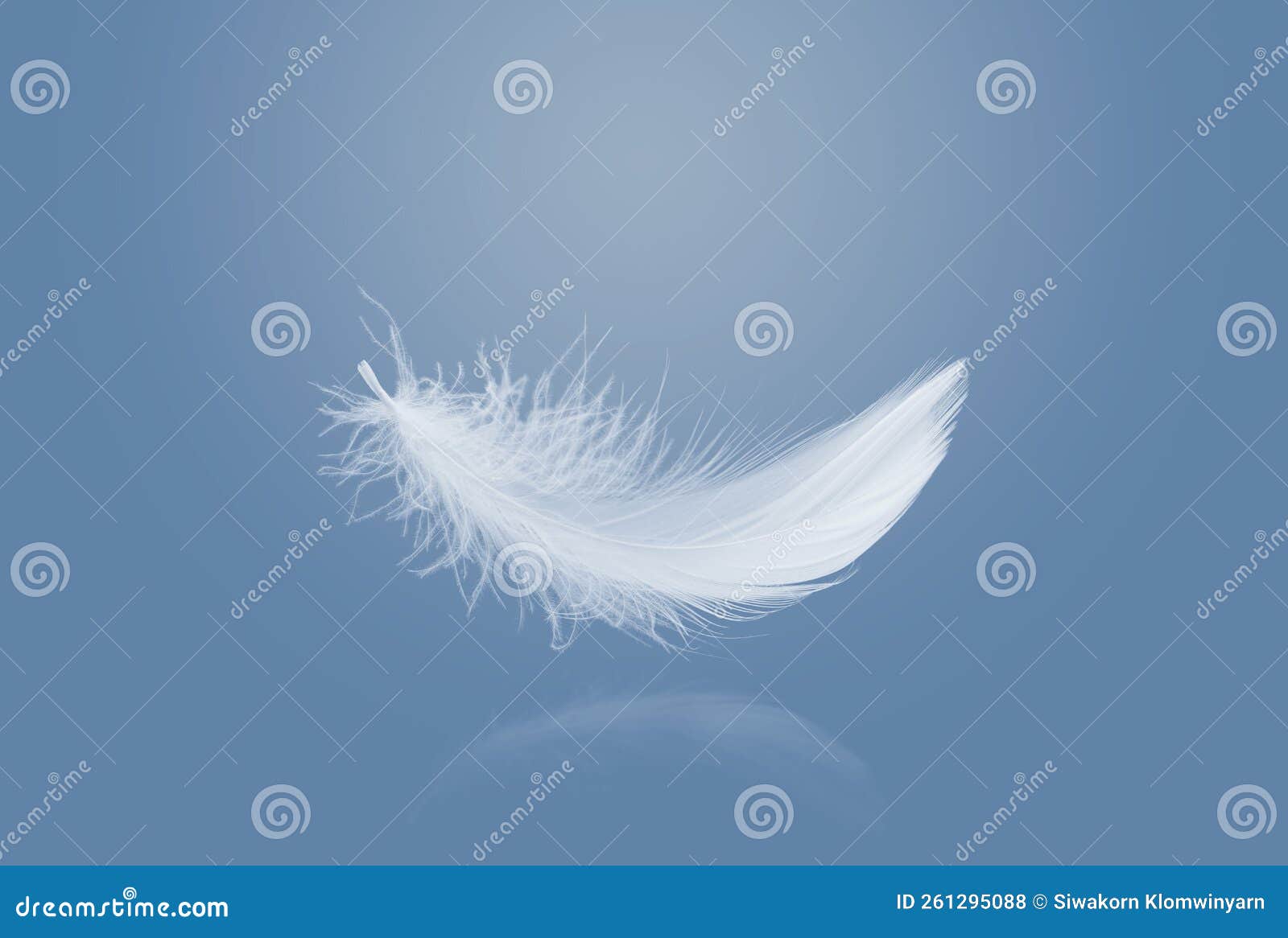 Abstract Single White Bird Feather Falling in the Air. Swan Feather ...