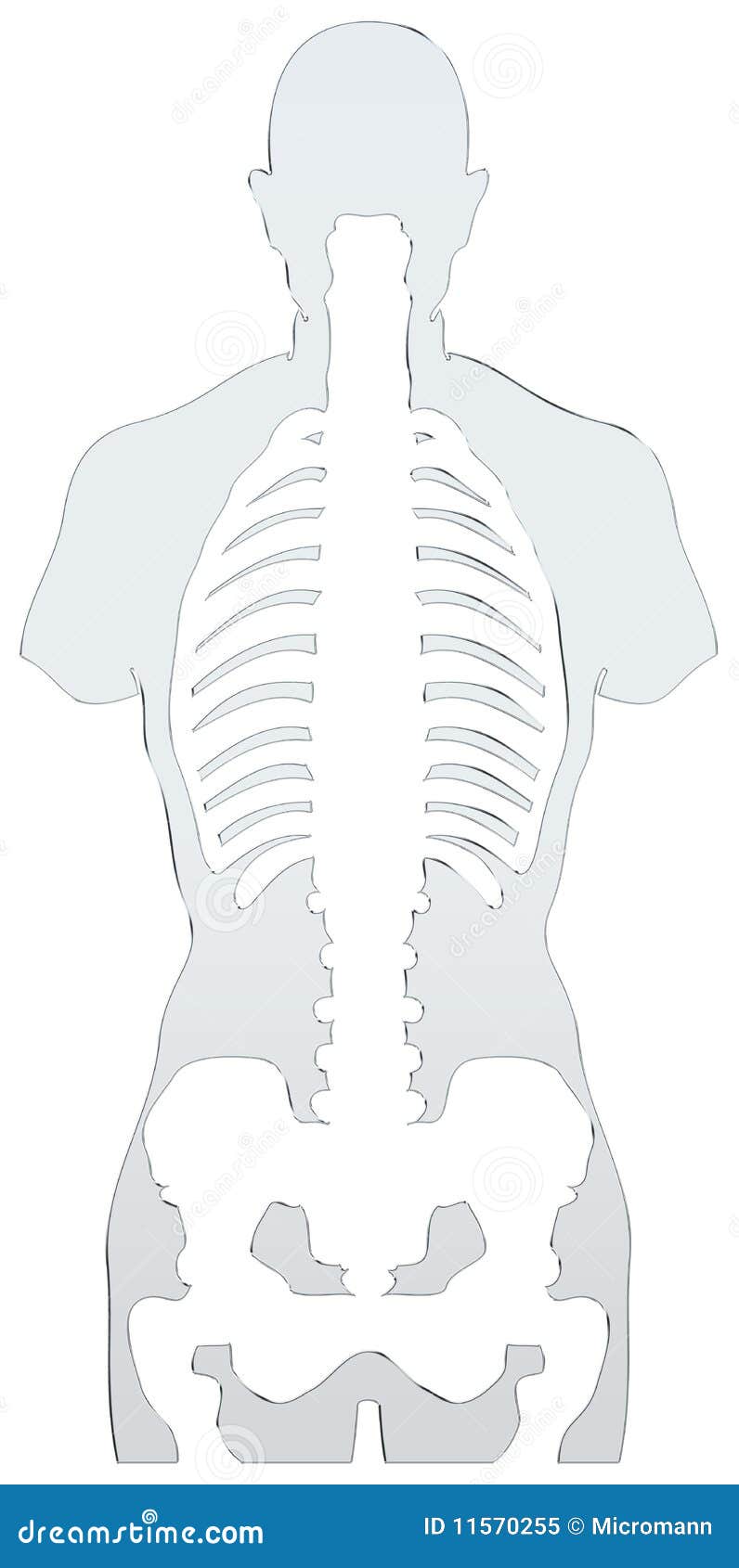 Abstract Skeleton stock illustration. Illustration of male - 11570255
