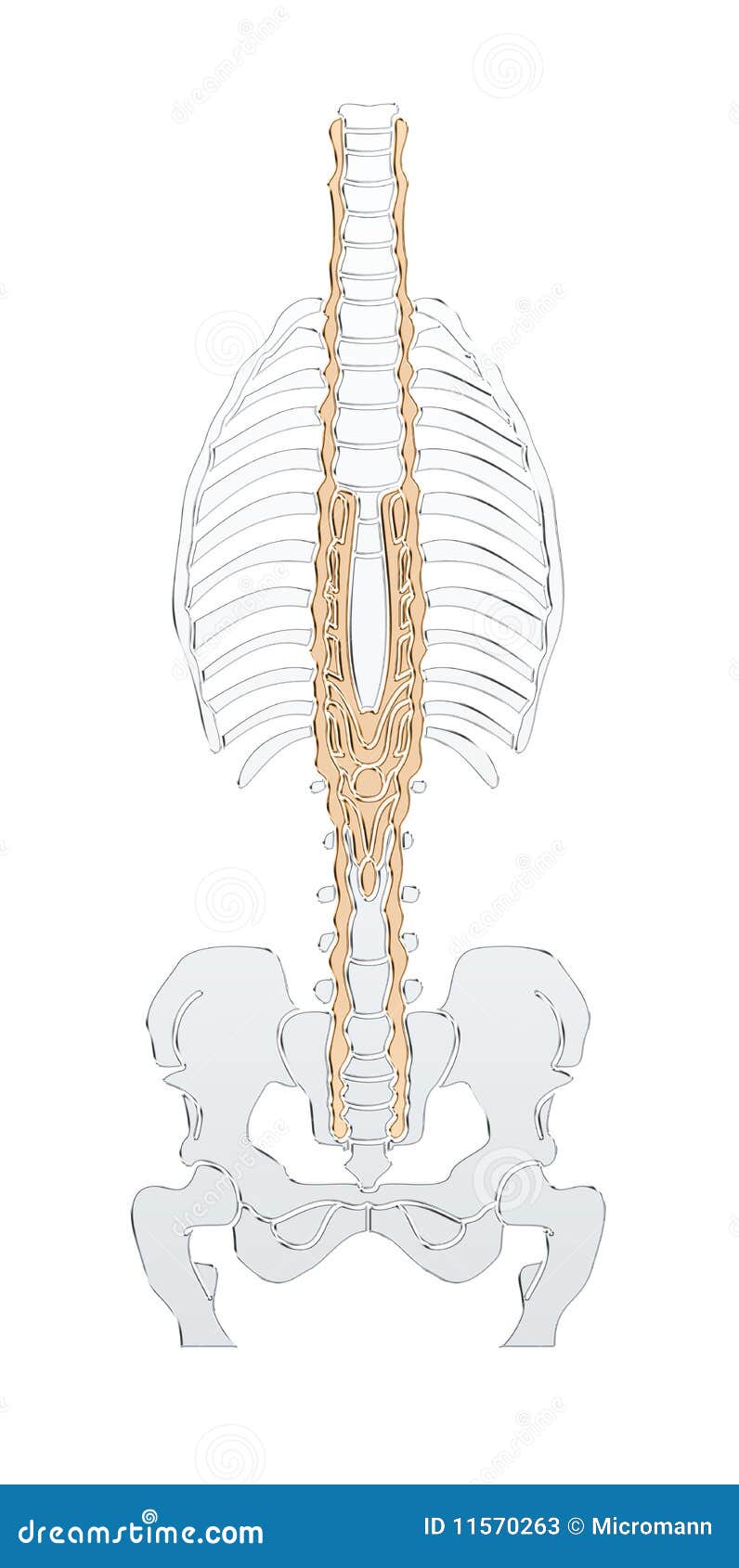 Abstract Skeleton stock illustration. Illustration of texture - 11570263
