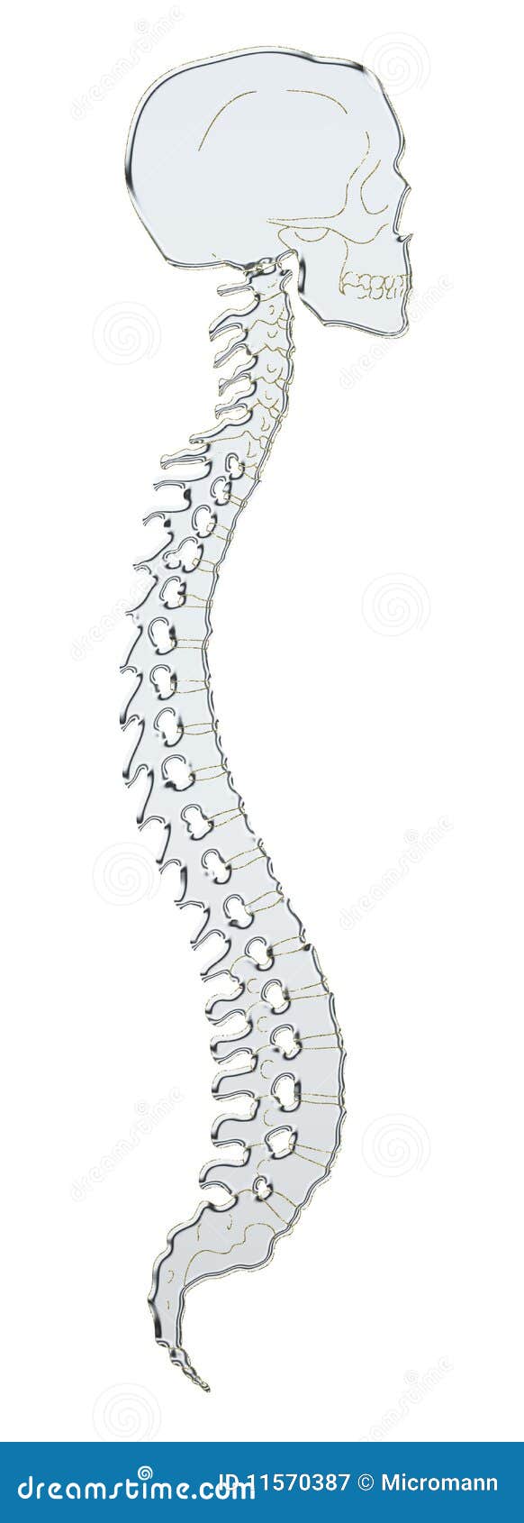 Abstract Skeleton stock illustration. Illustration of anatomy - 11570387