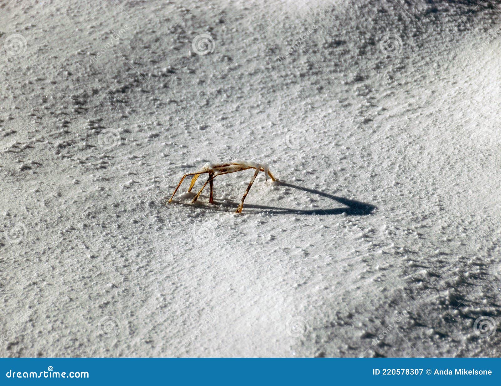 Abstract Snow Texture, Land Covered with Snow, Dry Grass and Shadows on ...