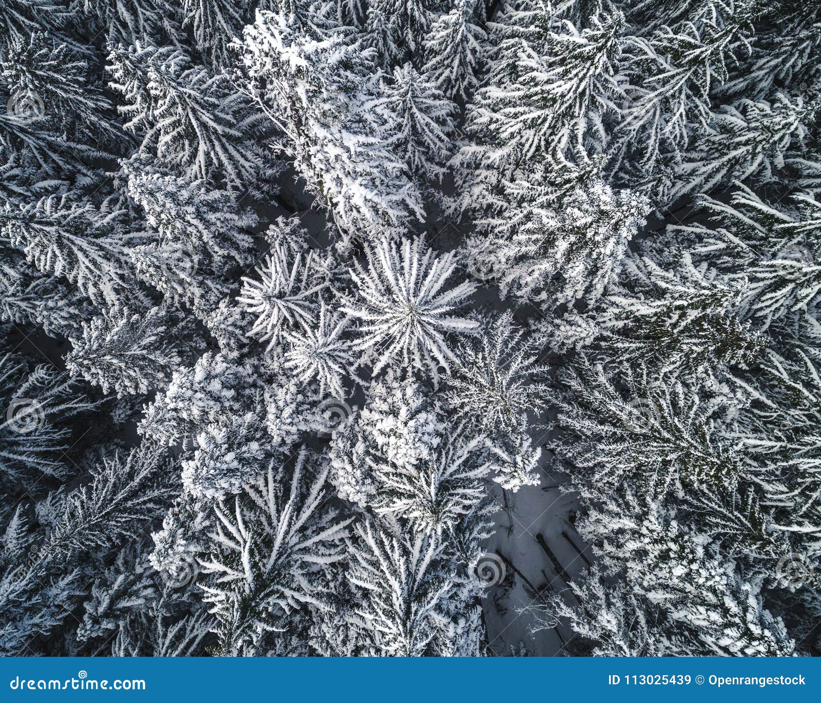 Abstract Snowy Tree Top Pattern Overhead Aerial Stock Image - Image of ...