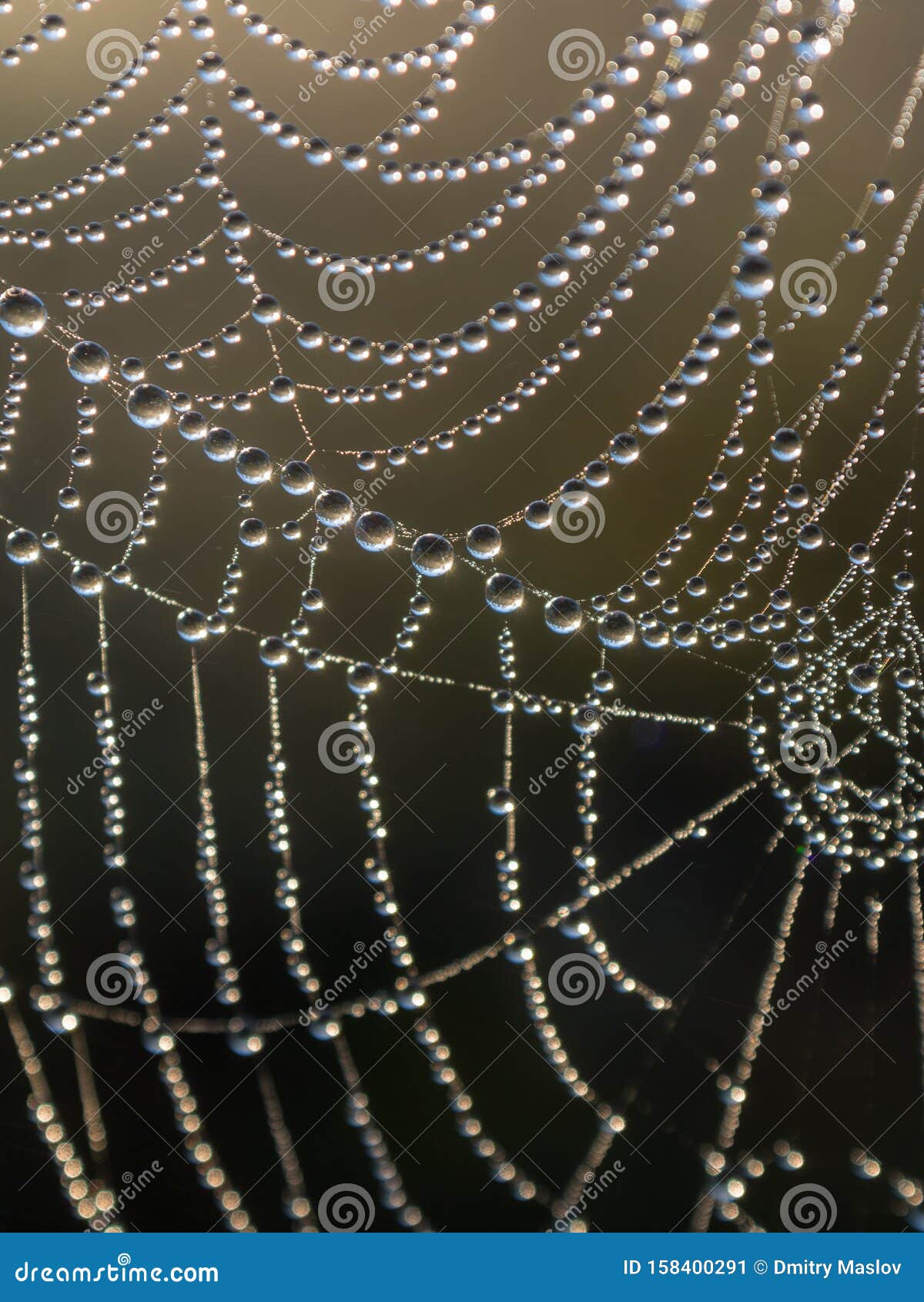 Spider web closeup stock image. Image of sphere, abstract - 158400291