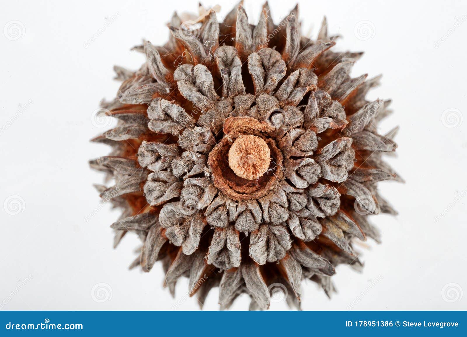 Abstract spiky seed pod stock photo. Image of detail - 178951386