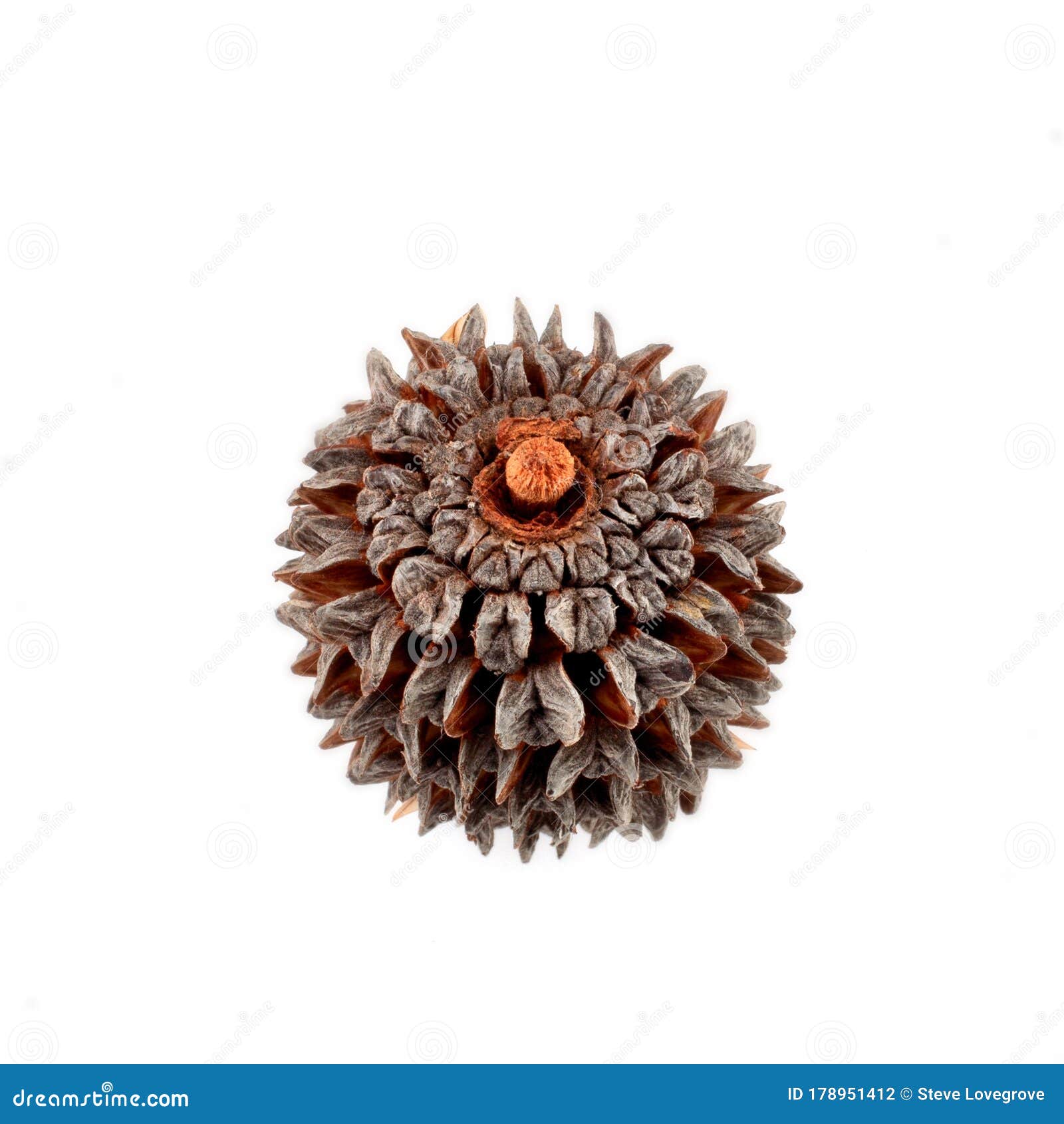 Spiky Seed Pod Laying On The Walking Trail Stock Photography ...