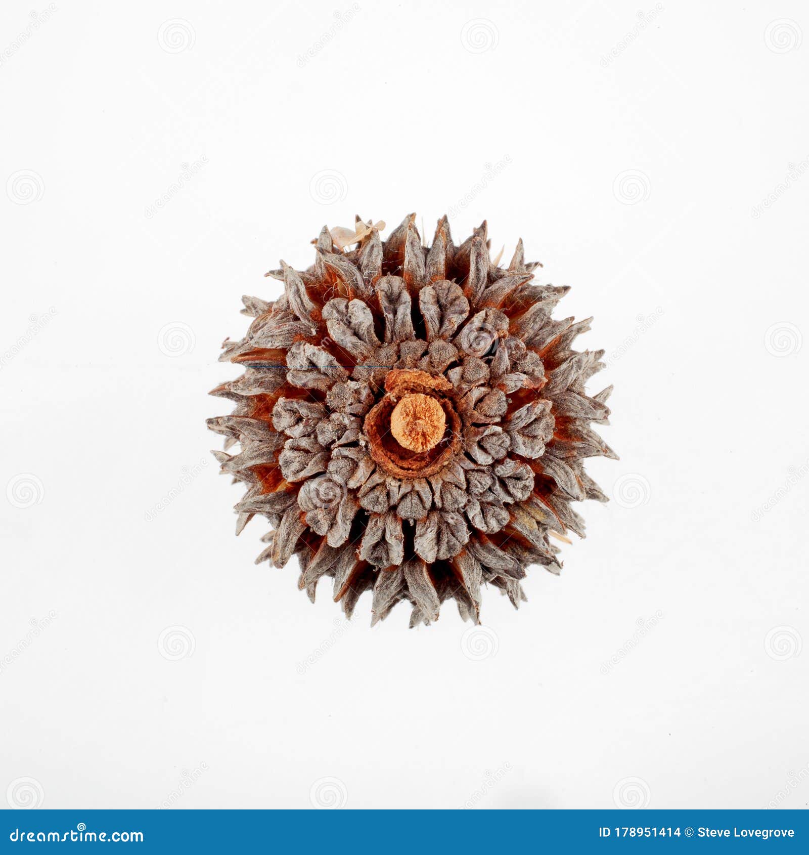 Abstract spiky seed pod stock photo. Image of close - 178951414